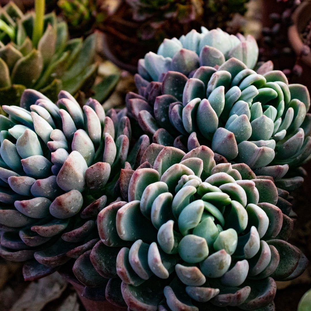 Unlock Your Potential with ASCHP's Counselling Styles CPD 24.3 Course ...