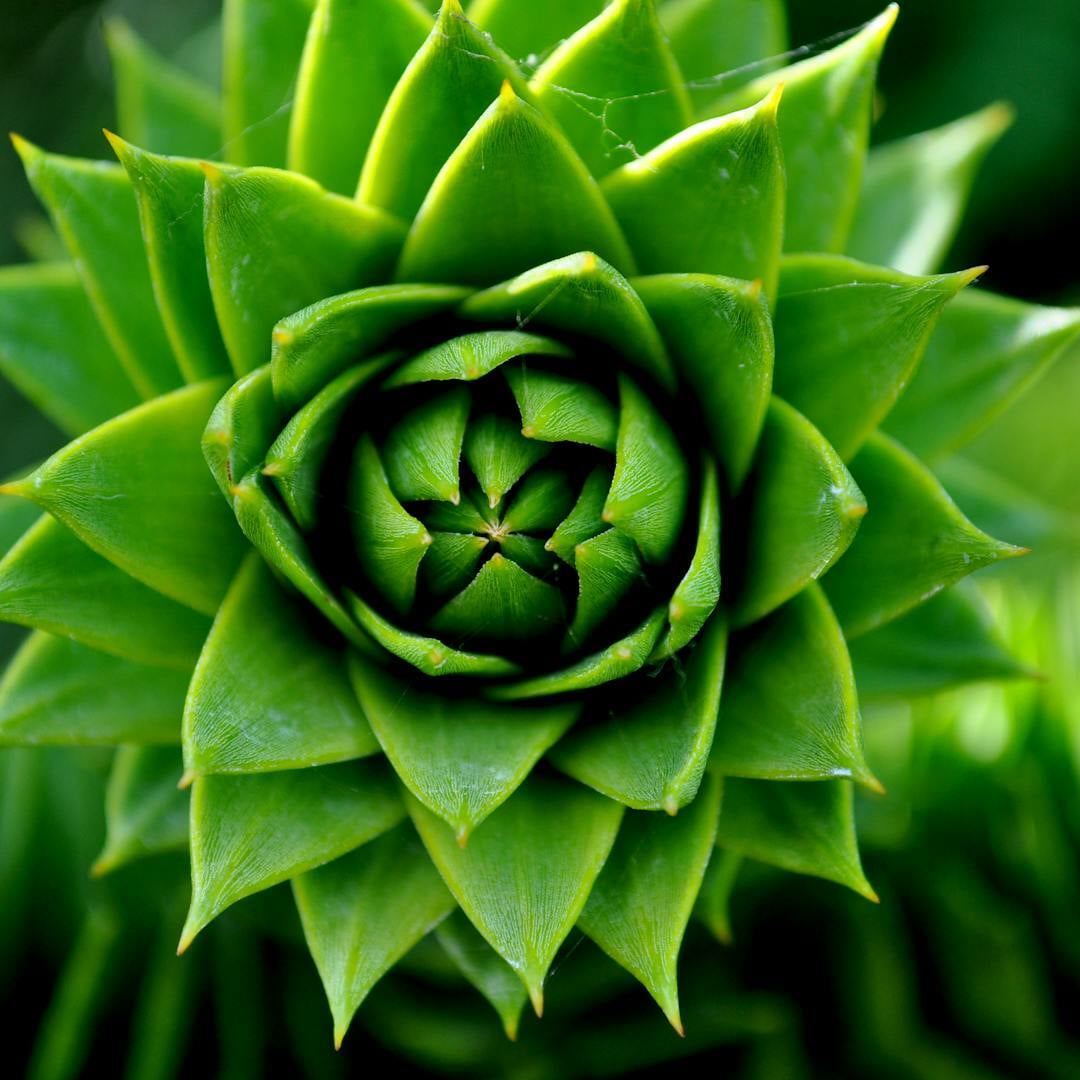 Unveiling ASCHP's Counselling Skills CPD 24.6: Mastering the Art of ...